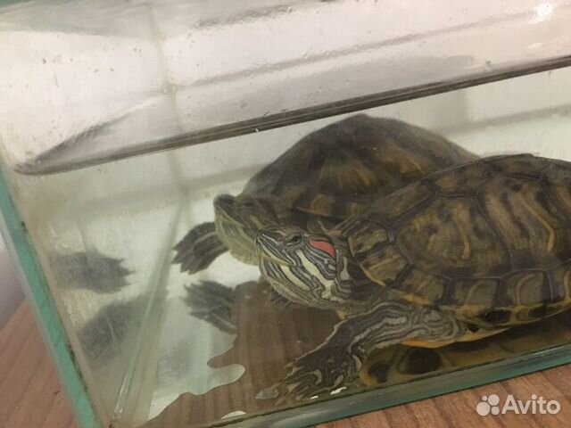 Черепахи с аквариумом
