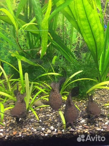 Сом Таракатум. Аквариумные рыбки