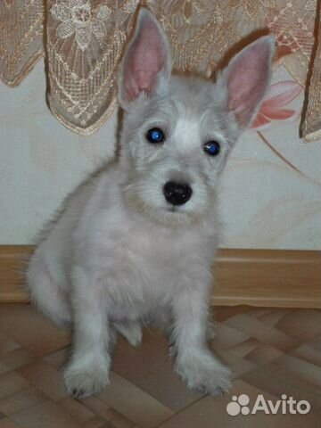 Вестики