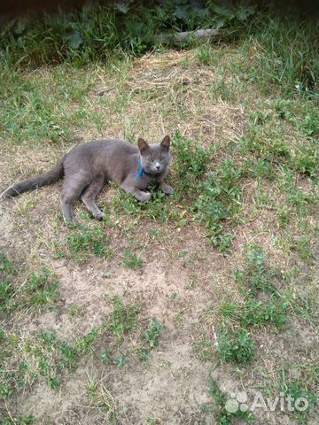 Котёнок