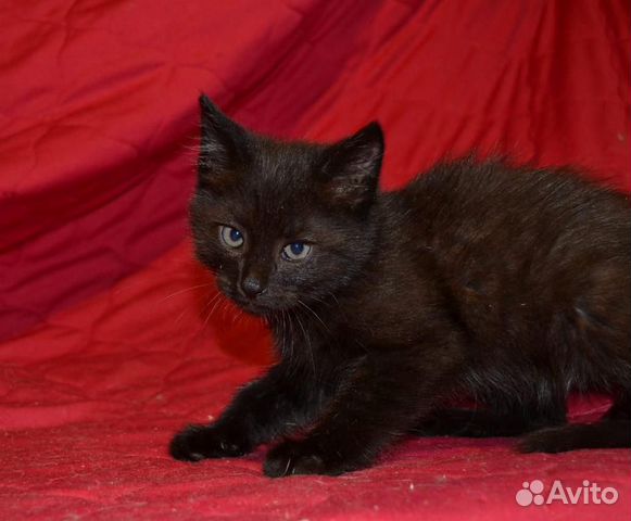 Шикарные комочки - черные котята в хорошие руки