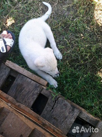 Продаю Алабай девочка