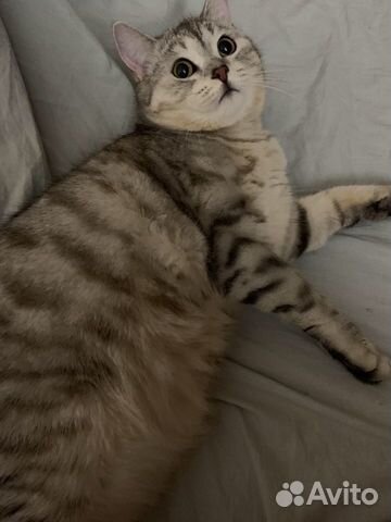 Британский котик
