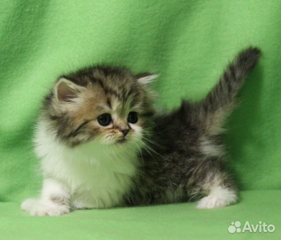 Малышка породы хайленд страйт