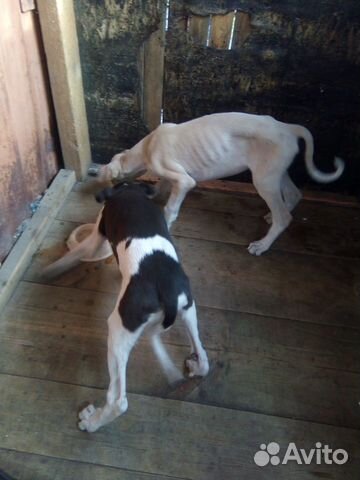 Продам Хортую борзую