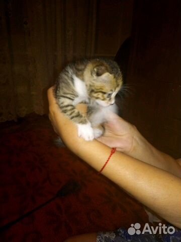 Шотландская, вислоухая, помесь