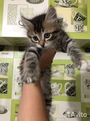 Курильский бобтейл