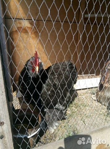 Петухи кохенхины