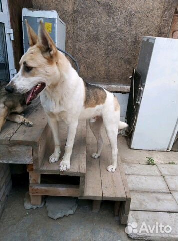 Отдам щенка