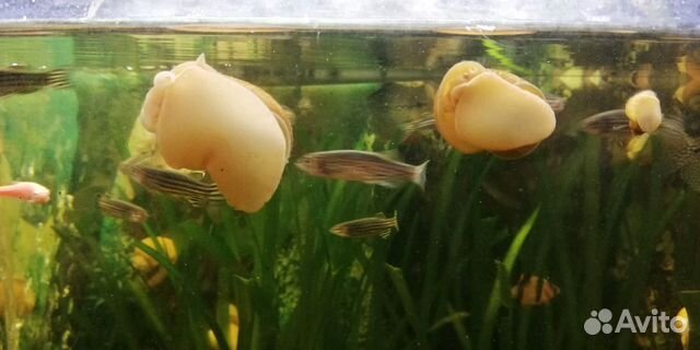 Улитки ампулярии жёлтые