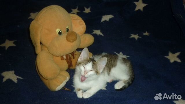 Хулиганка киска, 2,5 мес