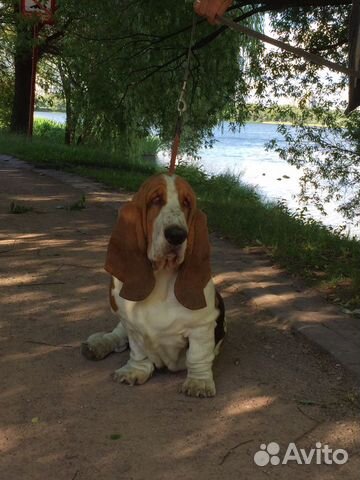 Щенок бассет-хаунд