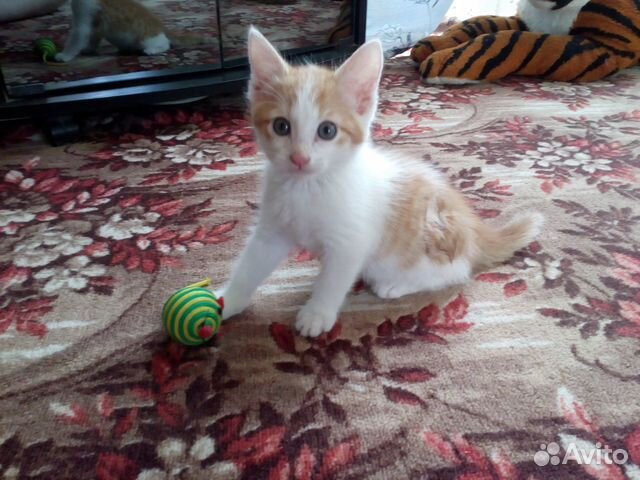 Маленькая Сикильда ищет дом