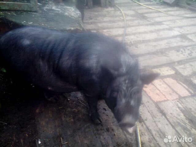 Вьетнамский вислобрюхий хряк