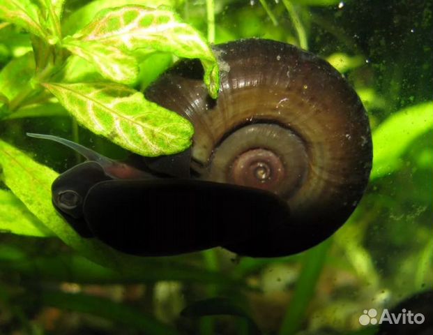 Улитки катушки и Мелании