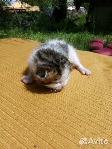 Пасхальные котята