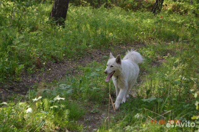 Щенок лайки