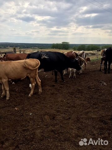 Продаются коровы с телятами