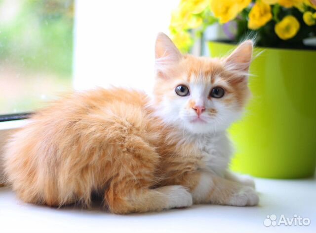 Маленькие Зайчики