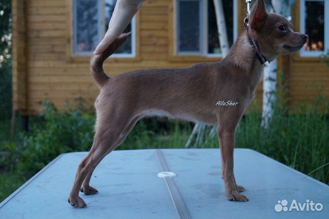 Взрослая сука, окрас "изабелла"