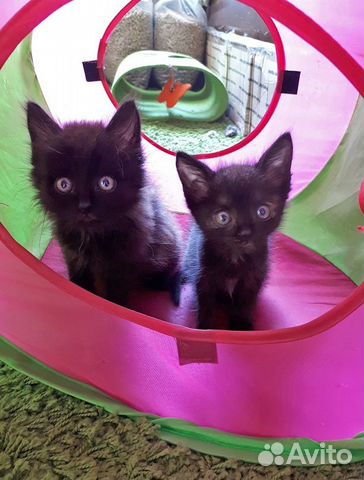 Котята-чертята, два чумазых домовенка