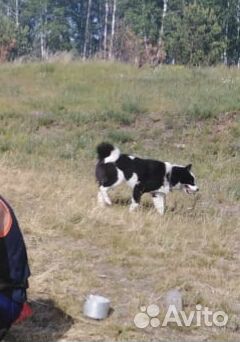 Потерялась лайка в челяб.обл