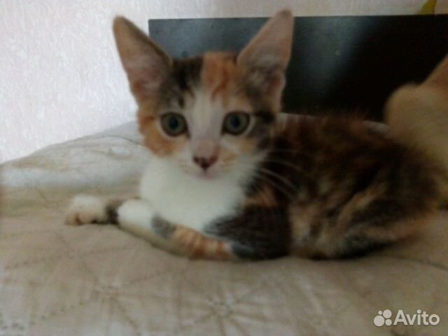 Василиса ищет добрых хозяев.ласковая,милая