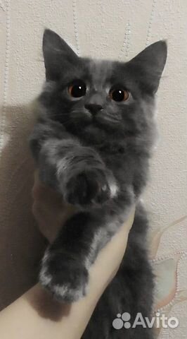 Котёнок ищет дом