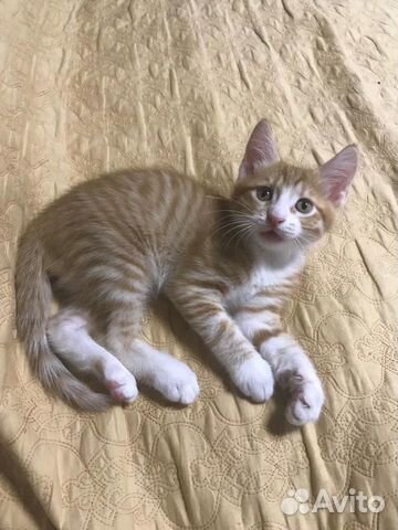 Отдам котёнка в хорошие руки