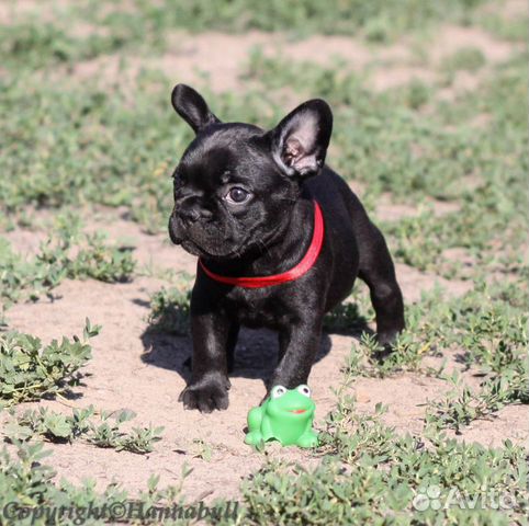 Черная красотка