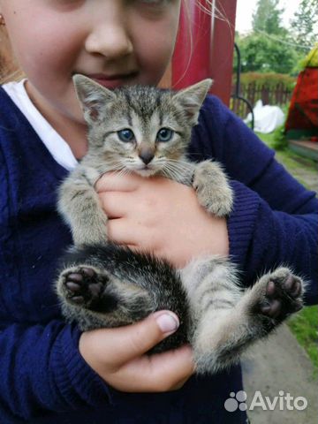 Котята