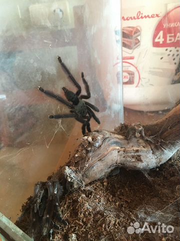 Пауки-птицееды / скорпионы