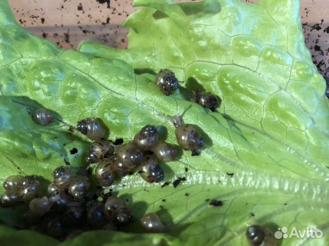 Ахатины улитята