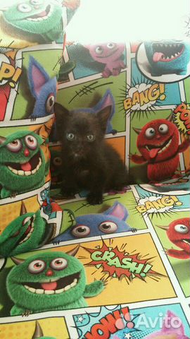 Котенок мальчик в добрые руки