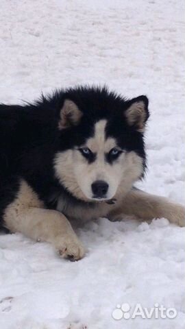 Щенки хаски алабая