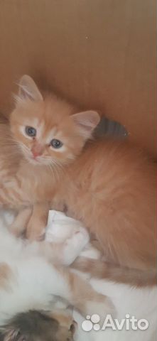 Котята в заботливые добрые руки