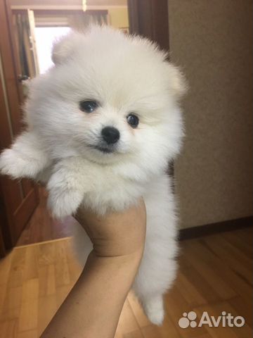 Мальчик Шпица памеранского