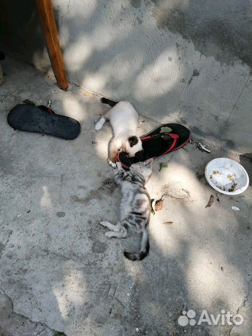 Котята британцы