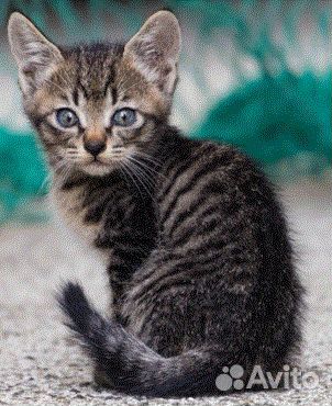 Котята ждут добрых хозяев