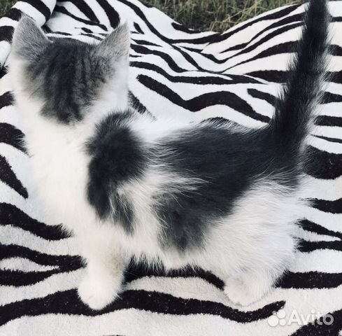 Ласковые котята