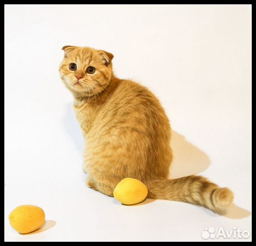Котята - красный окрас из питомника