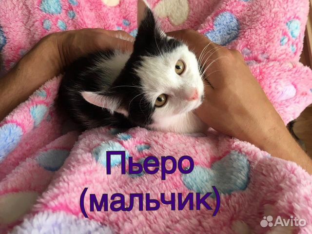 Котята забавнейшие ребята