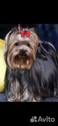 Йоркширский терьер