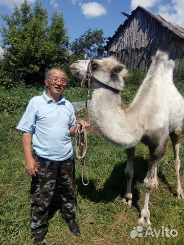 Верблюд, белый, самочка, двух годовалая