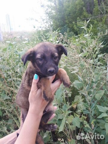 Шикарный плюшевый щенок в хорошие руки