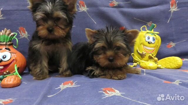 Минюшная парочка