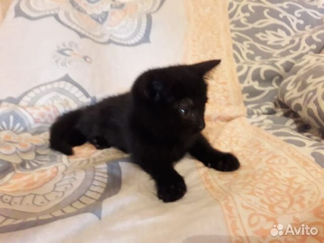 Двухмесячный котёнок