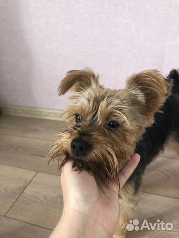 Найдена собака