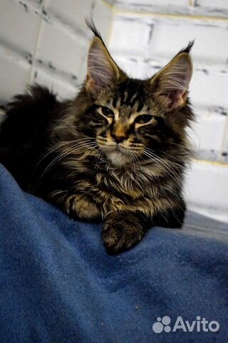 Котик мейн кун Джек