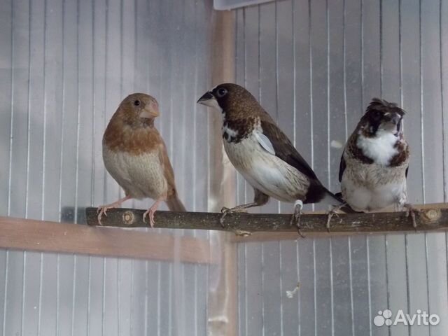 Амадины японские